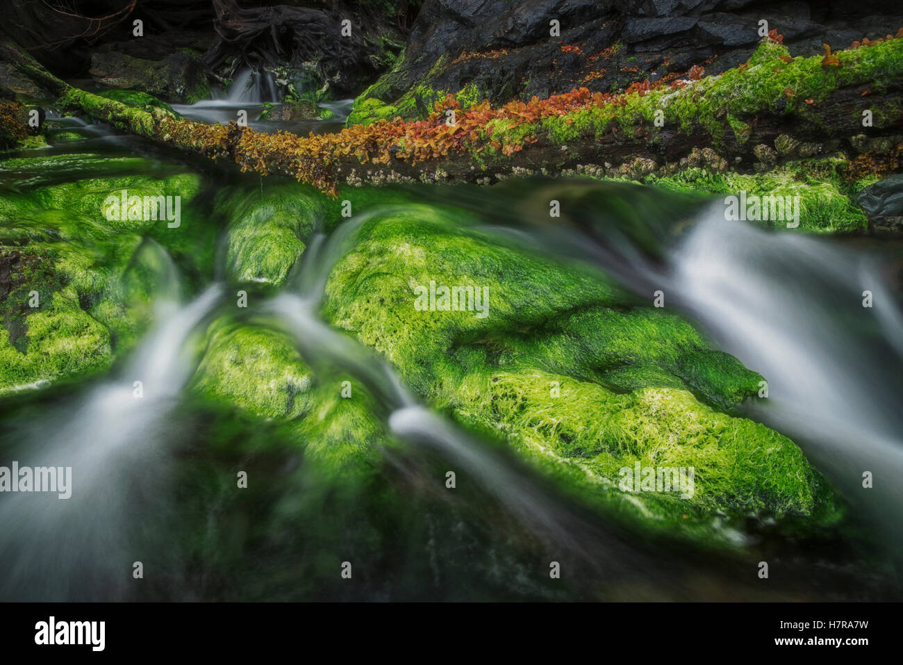 Brightly coloured algae lines the rocks as a stream comes out of the ...