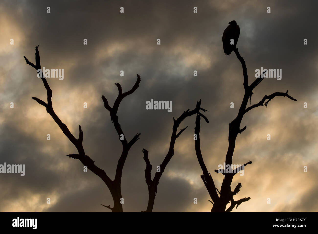 Vulture sitting in a tree at sunrise; South Africa Stock Photo - Alamy