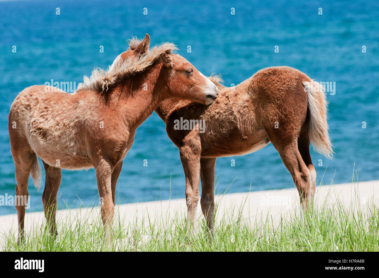 Sable island national park reserve hi-res stock photography and images ...