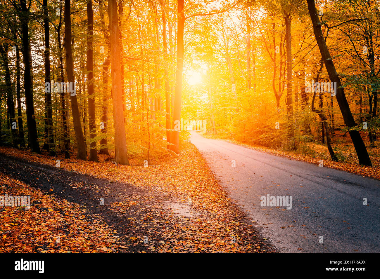 Beautiful autumn park paths hi-res stock photography and images - Alamy