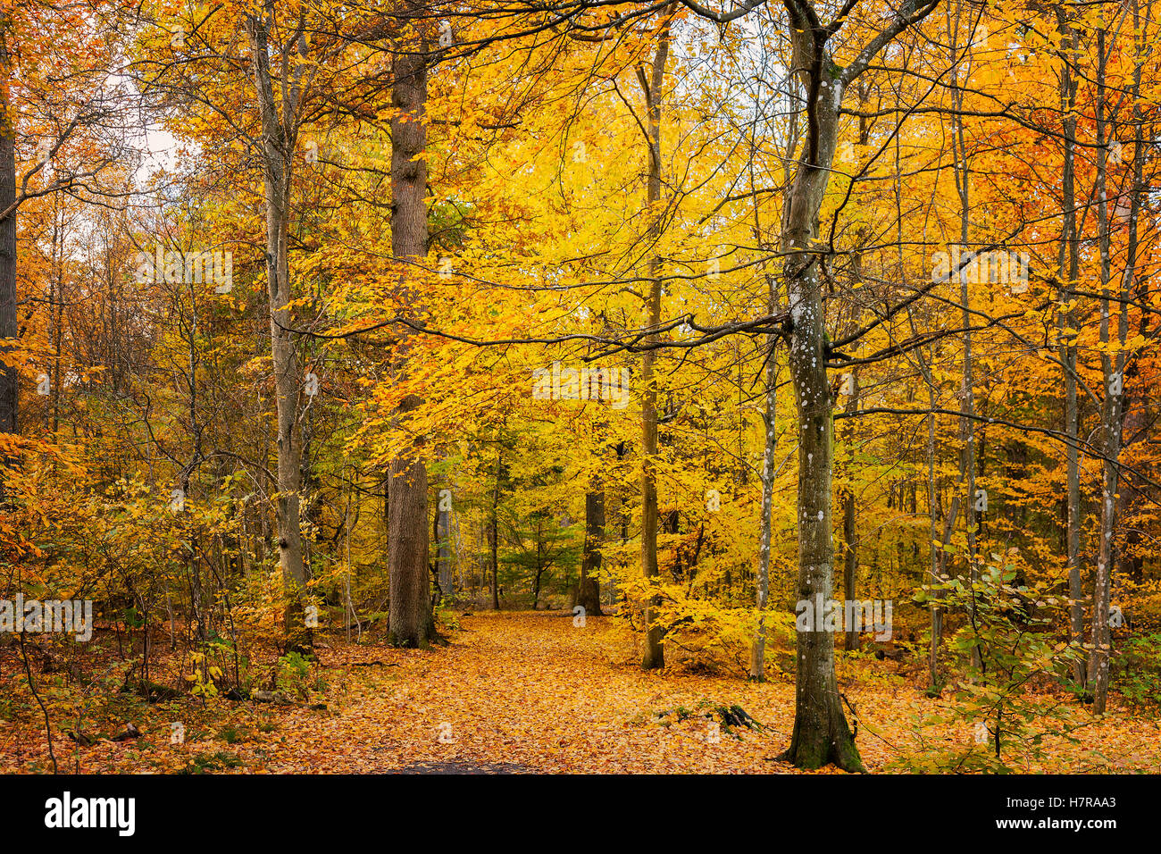 Autumn landscape forest path hi-res stock photography and images - Alamy
