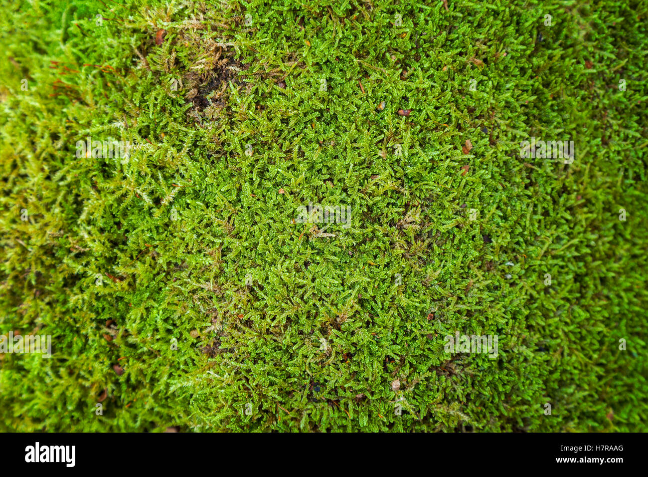 Image of green moss background Stock Photo - Alamy