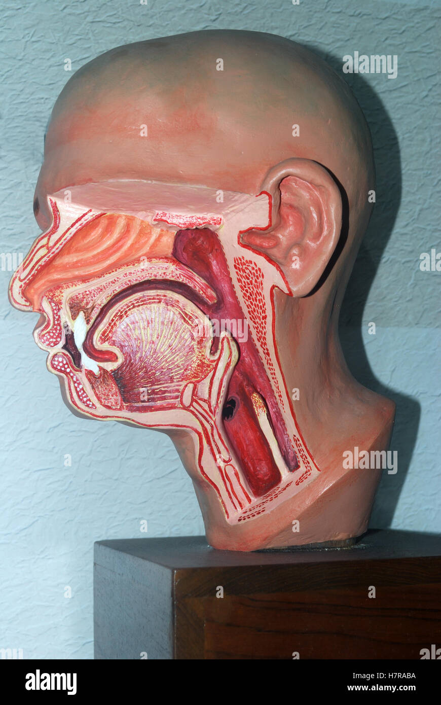 Human head made in hi-res stock photography and images - Alamy