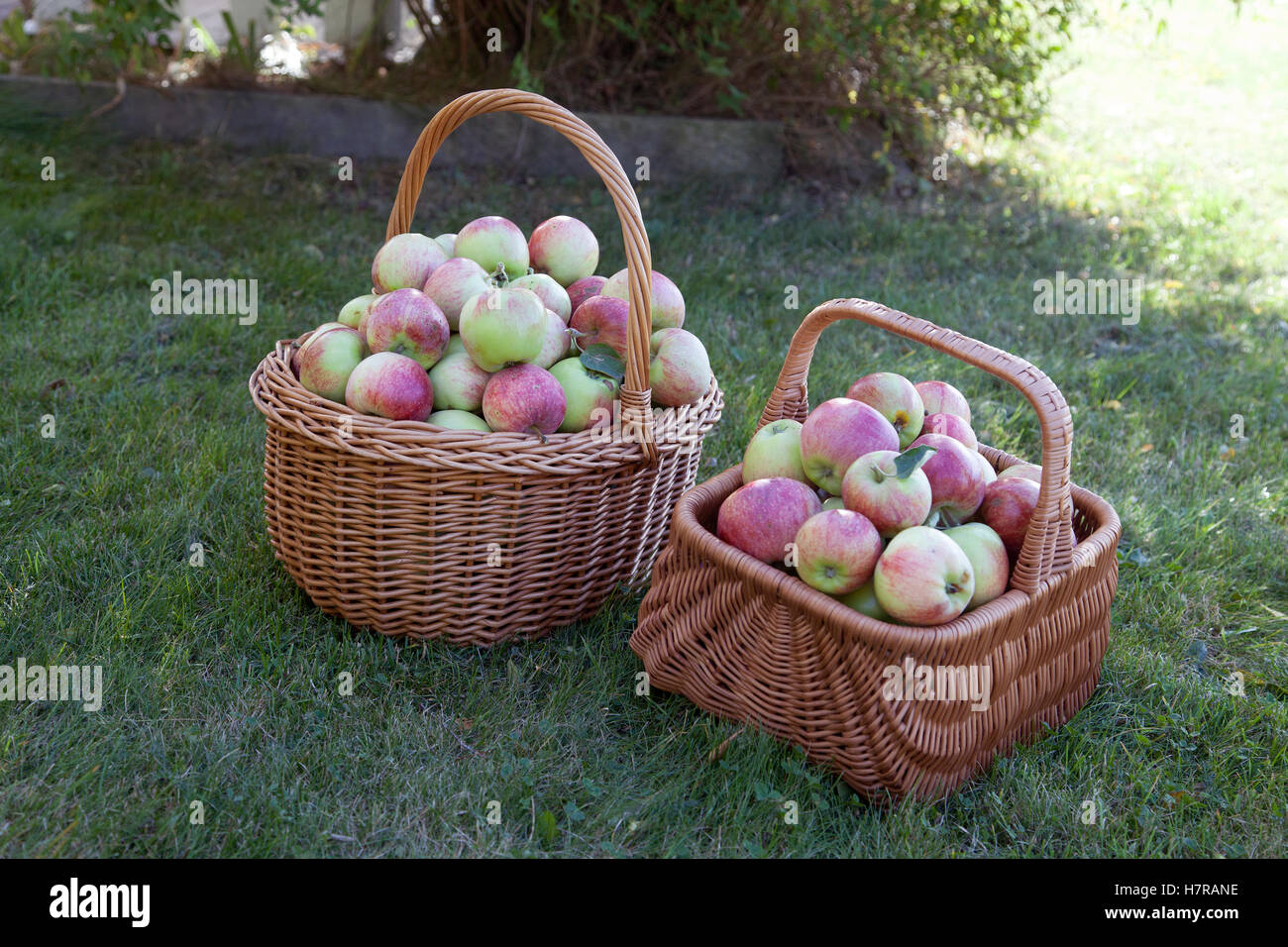 Harvest year hi-res stock photography and images - Alamy