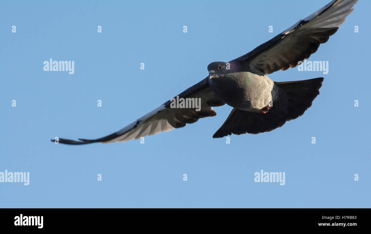Pigeon in flight Stock Photo - Alamy