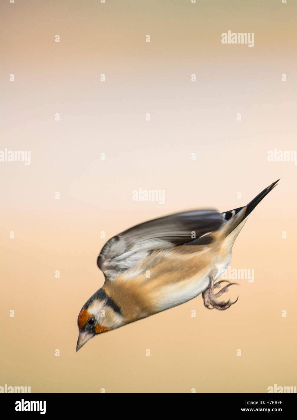 Goldfinch in flight Stock Photo - Alamy
