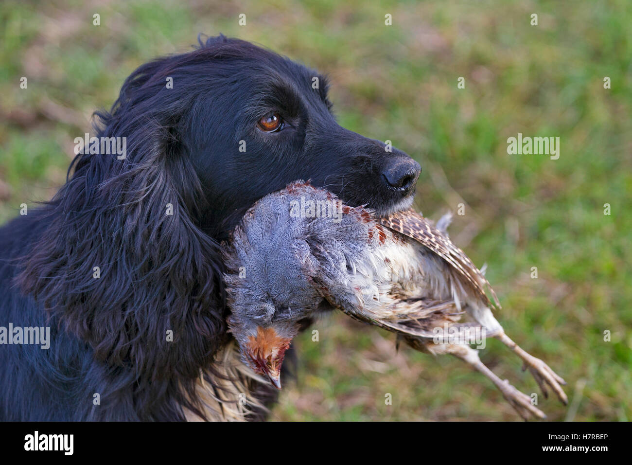 Cocker Spaniel retrieving Grey Partridge on game shoot Stock Photo - Alamy