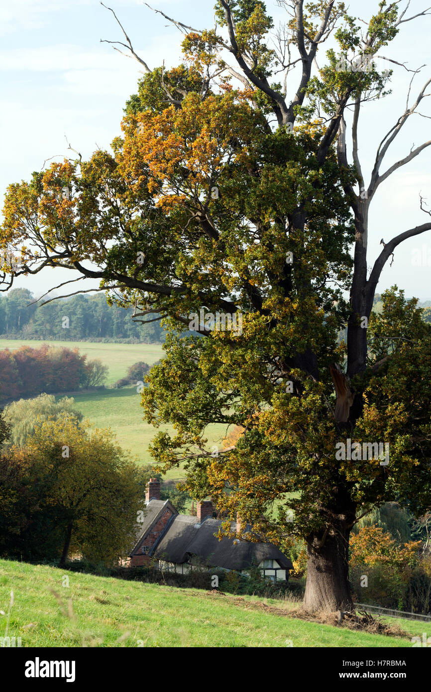English oak tree uk hi-res stock photography and images - Alamy