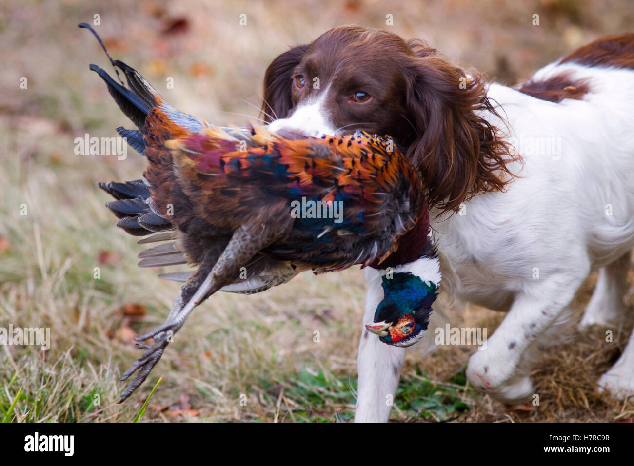 Springer Spaniel carrying shot pheasant in stubble field Stock Photo ...