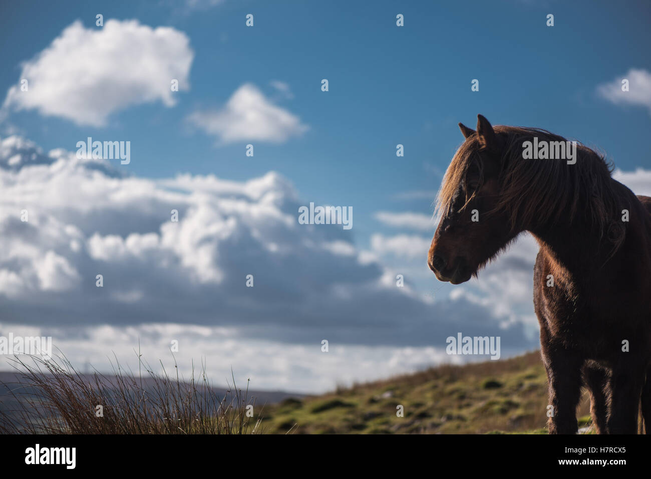 Wild Welsh mountain pony on the Black Mountain range in the Brecon ...