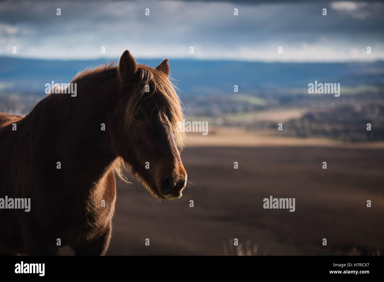 Wild Welsh mountain pony on the Black Mountain range in the Brecon ...