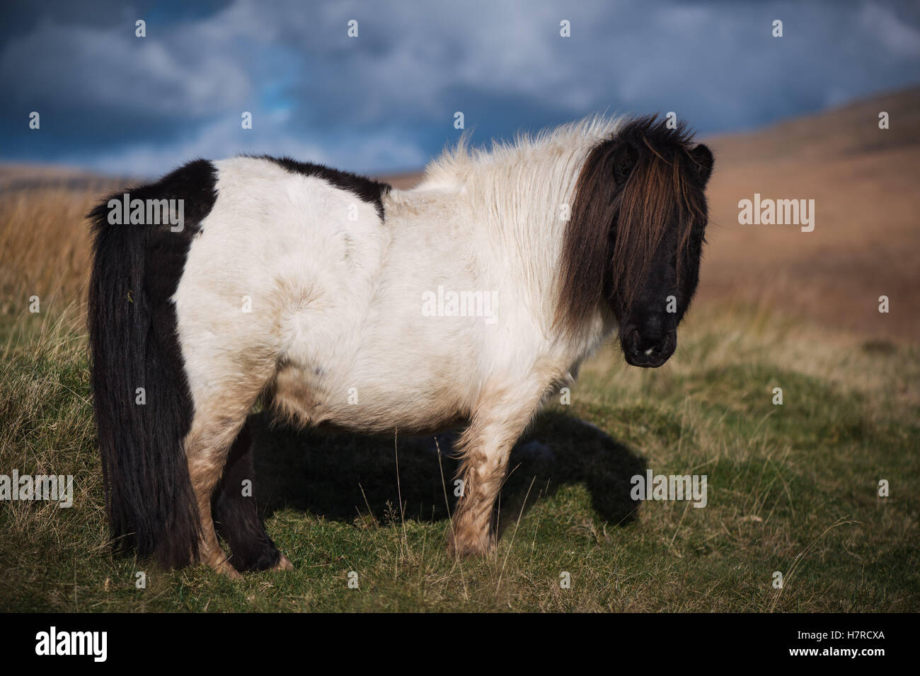 Miniature wild Welsh mountain pony on the Black Mountain range in the ...