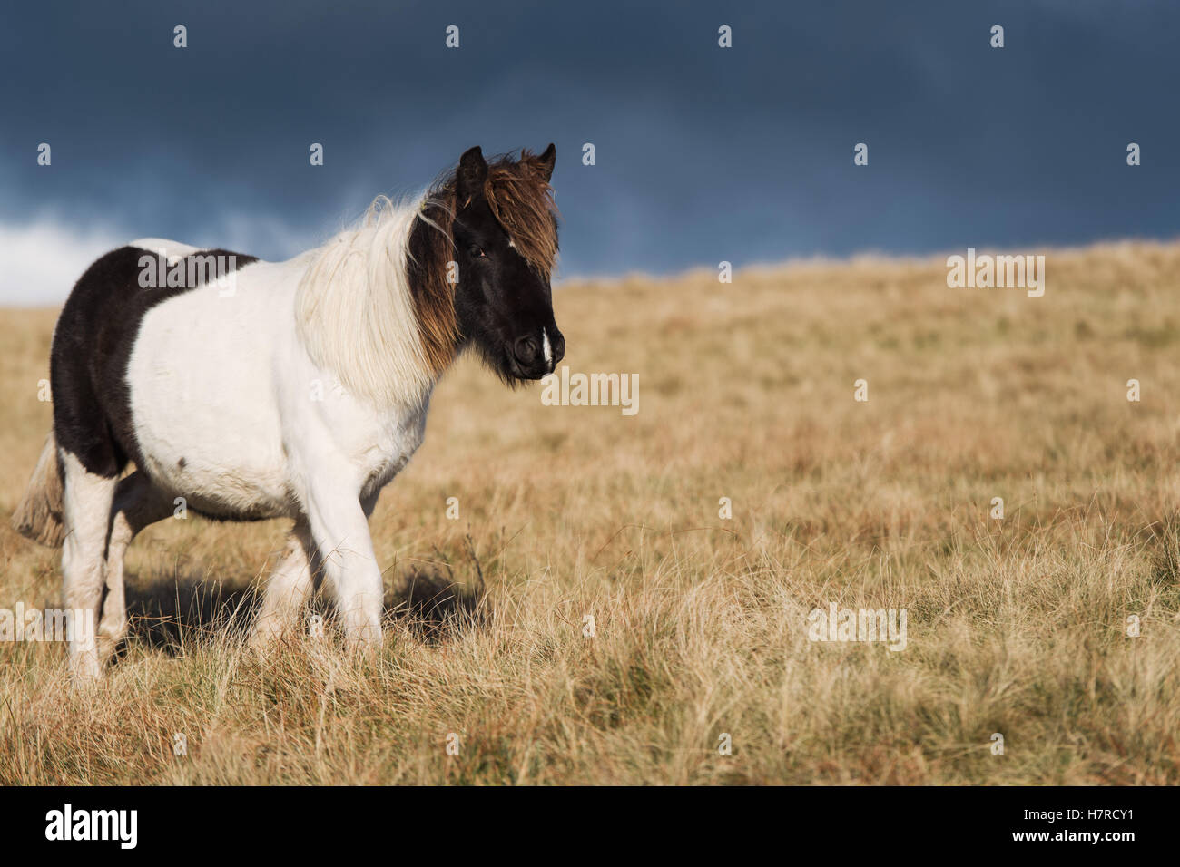 Wild Welsh mountain pony on the Black Mountain range in the Brecon ...