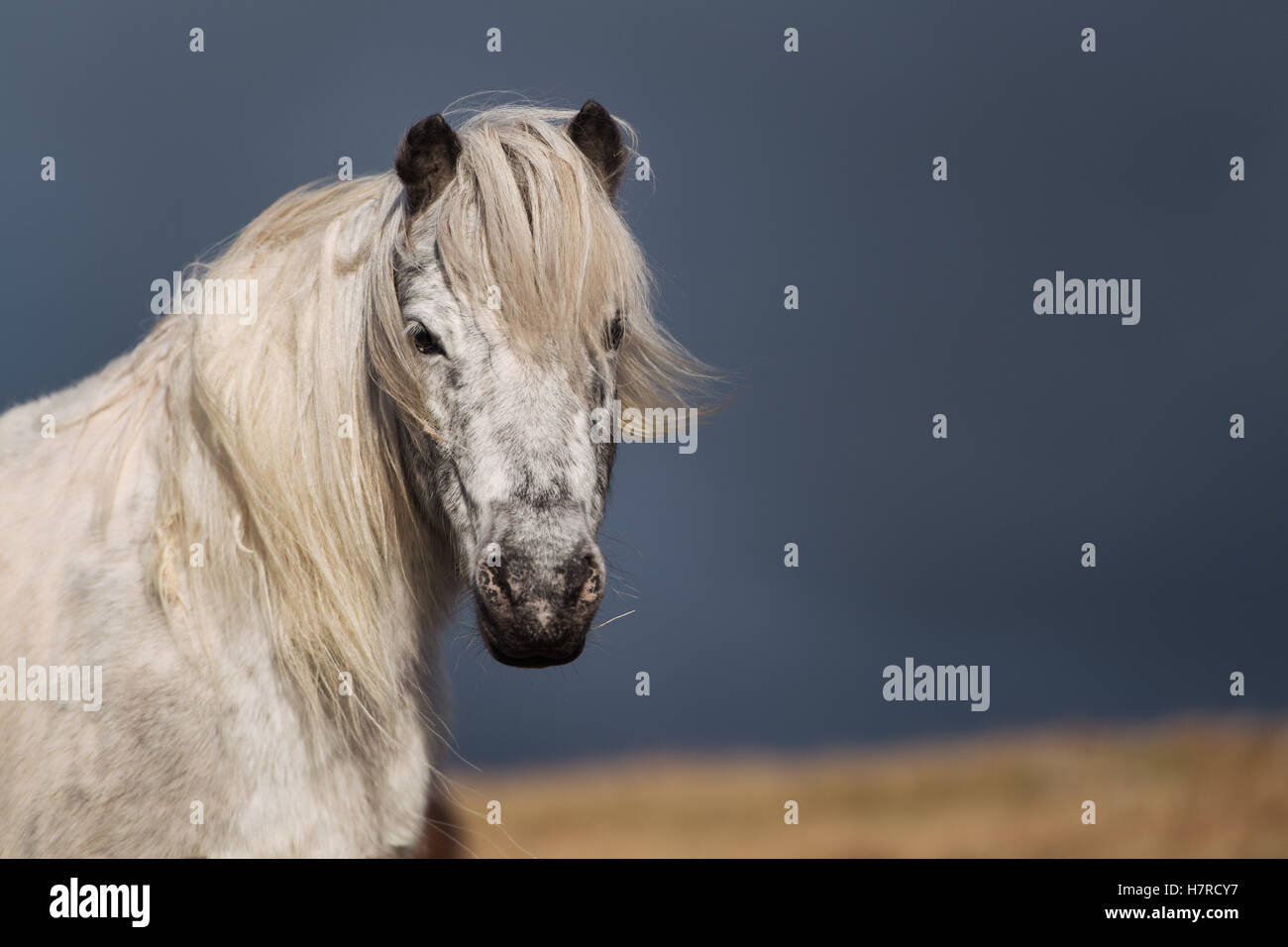 Wild Welsh mountain pony on the Black Mountain range in the Brecon ...