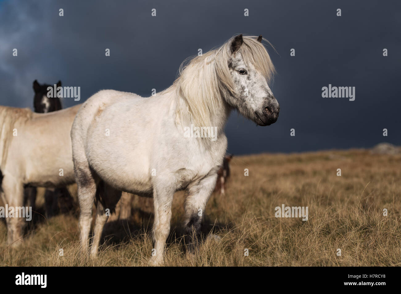British wild ponies High Resolution Stock Photography and Images - Alamy