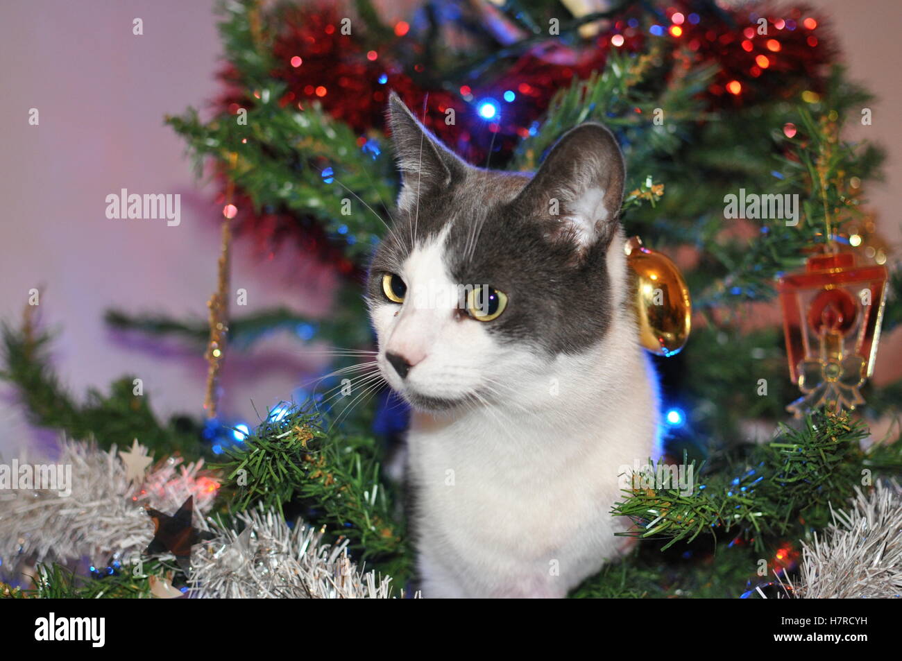 Grey and White Domestic cat in a Christmas tree with xmas decorations ...