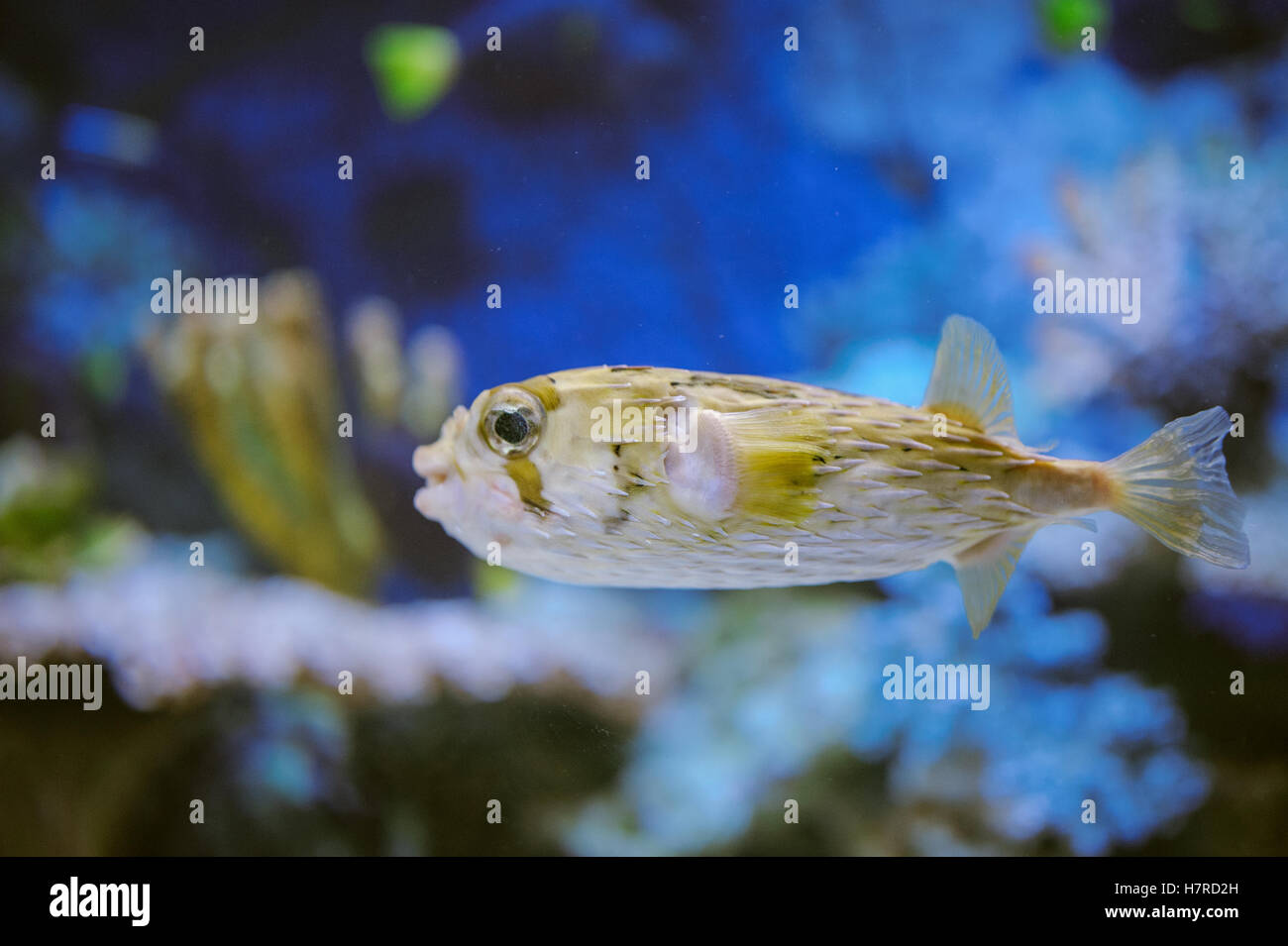Sea life: exotic tropical coral reef fish Stock Photo - Alamy