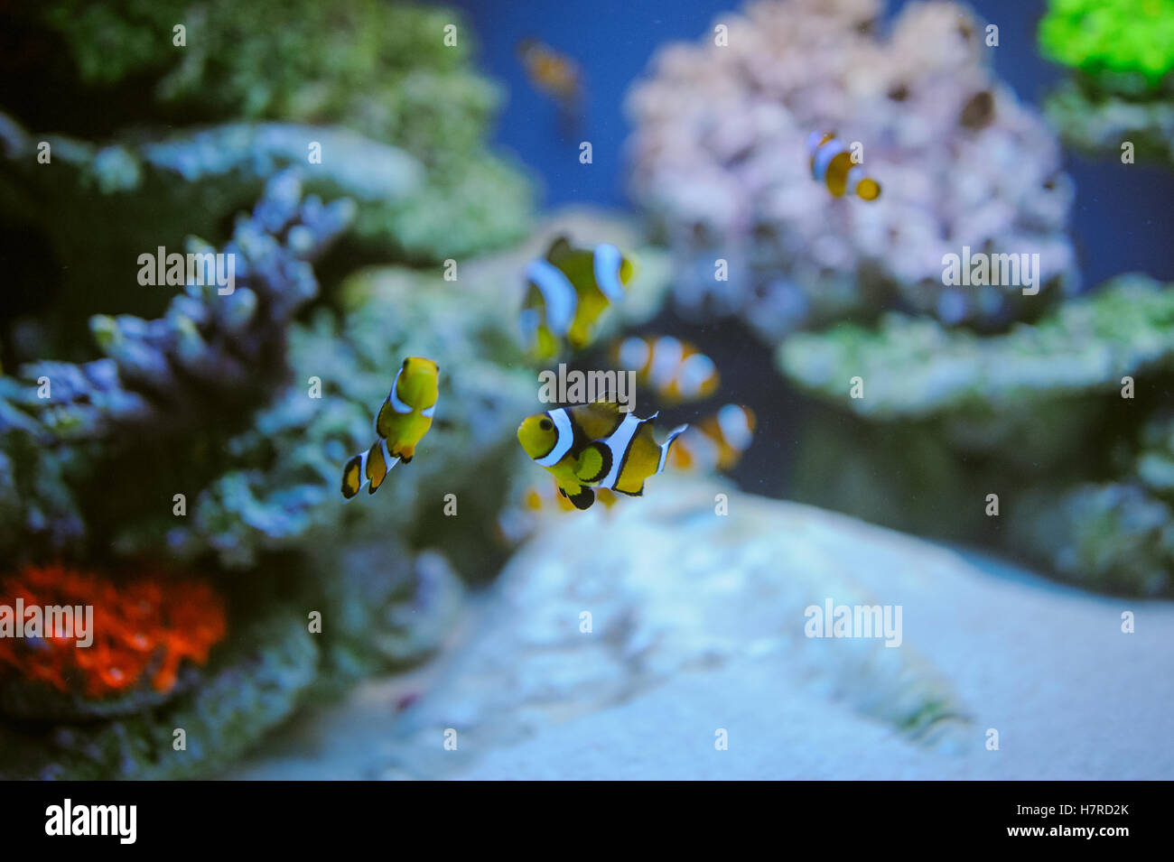 Sea life: exotic tropical coral reef fish Stock Photo - Alamy