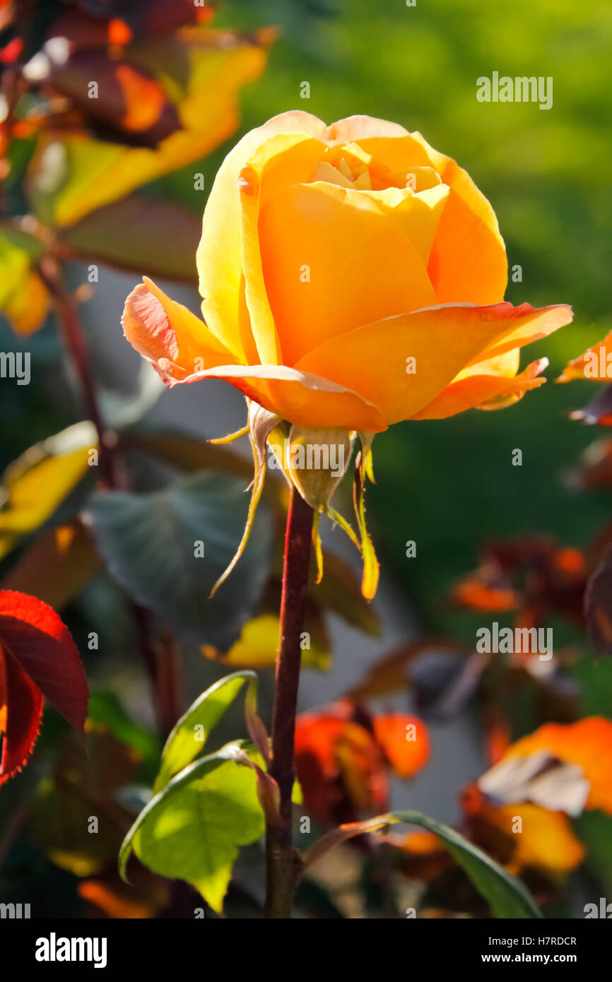 Oranges in a spiral hi-res stock photography and images - Alamy