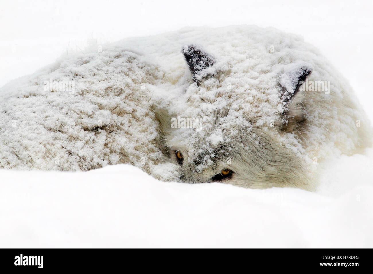 Wolves Snow High Resolution Stock Photography and Images - Alamy