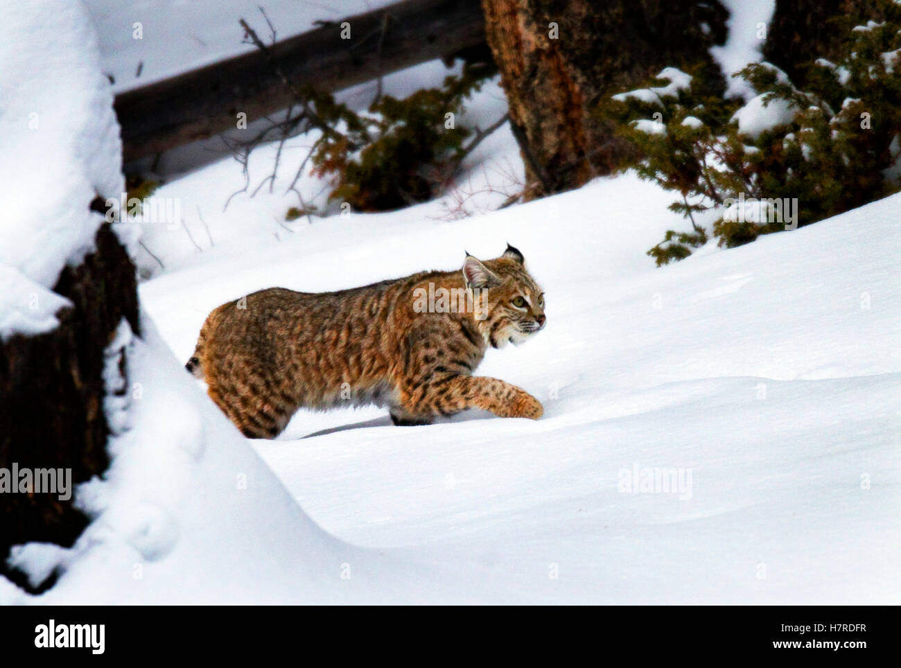 Bobcat Snow High Resolution Stock Photography and Images - Alamy