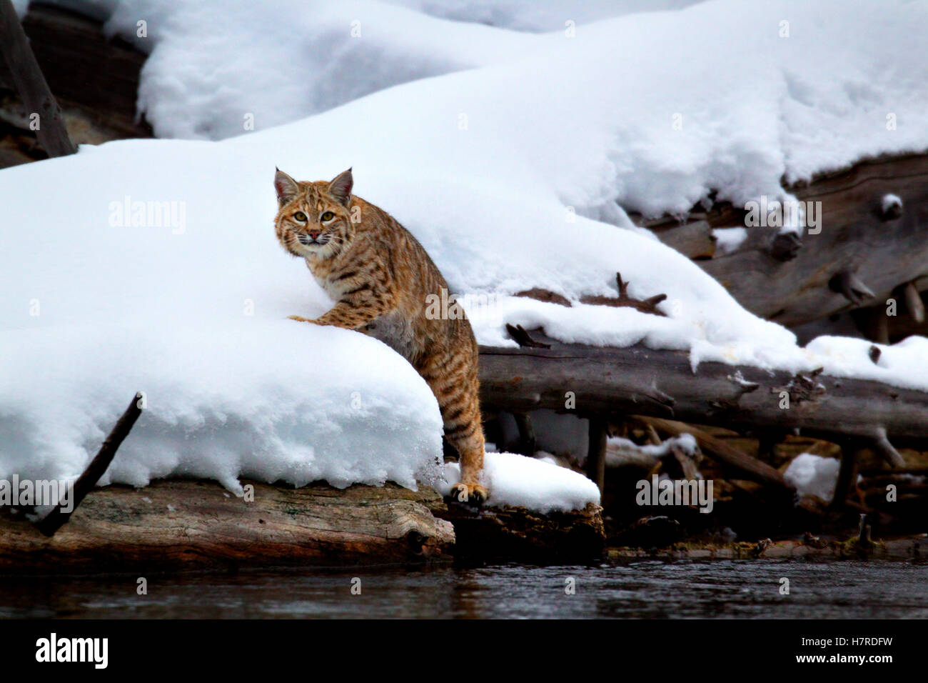 Bobcat In Snow High Resolution Stock Photography and Images - Alamy