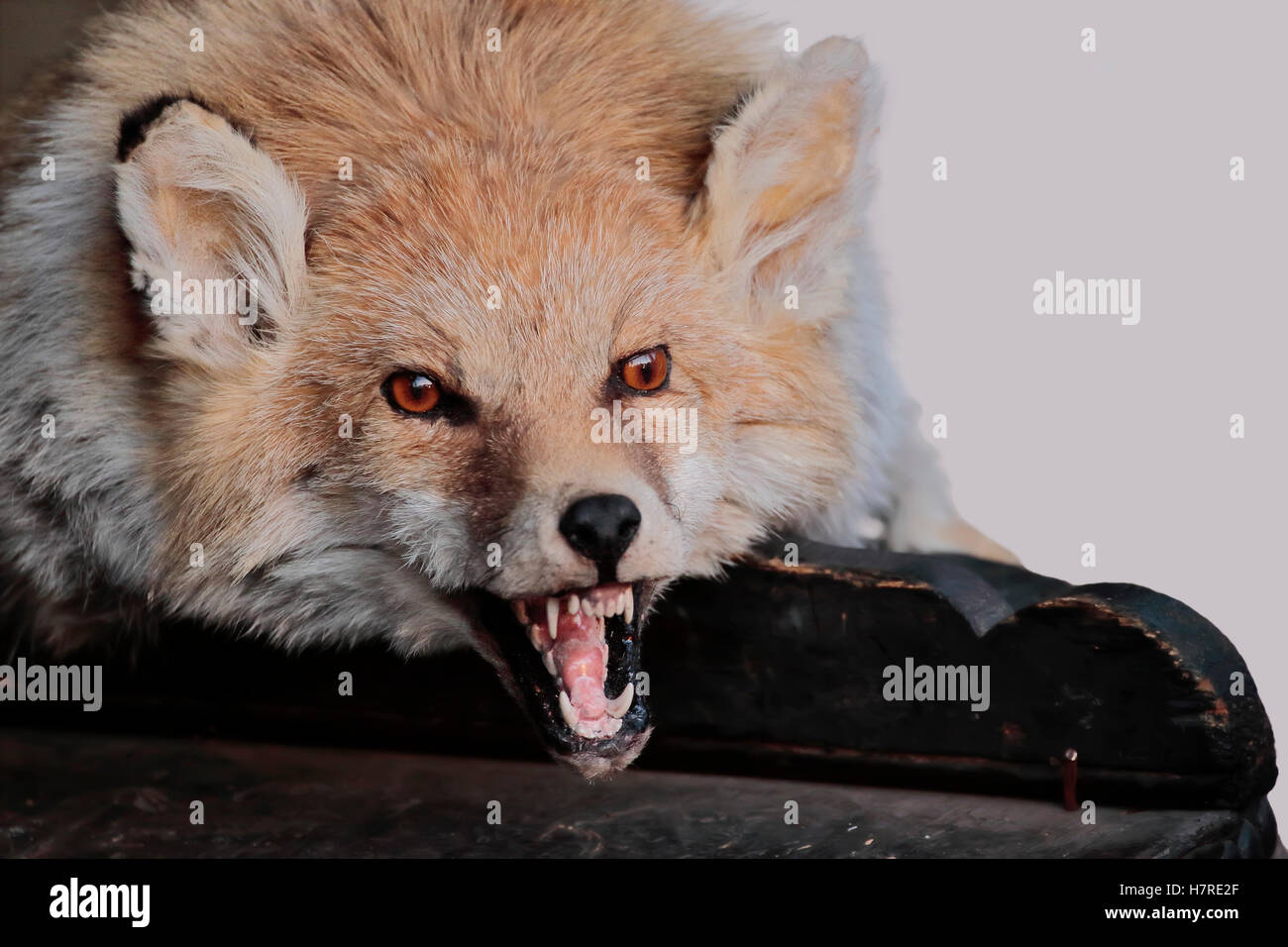 foreground of the head of a dissected fox Stock Photo - Alamy