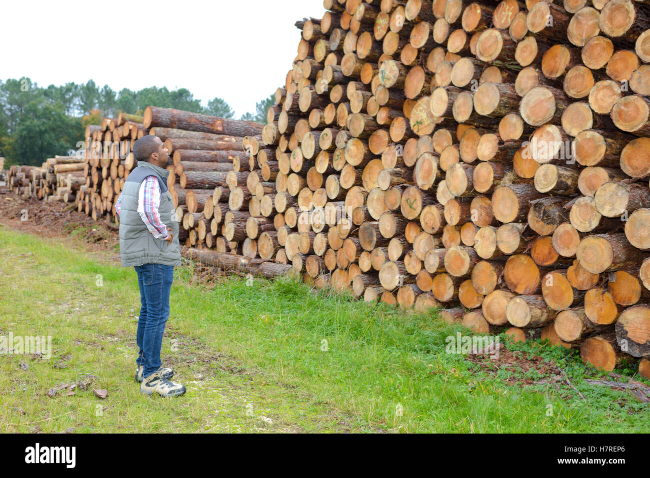 pile of lumber Stock Photo - Alamy