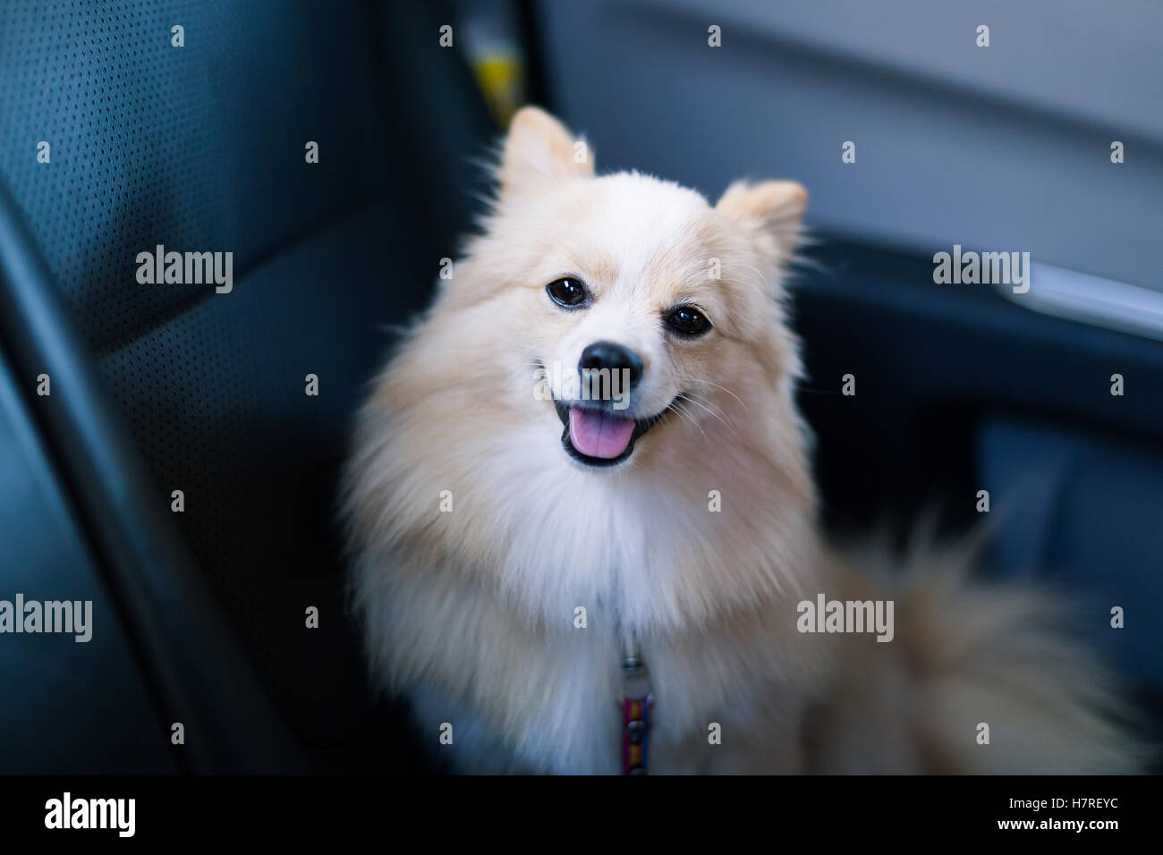 Brown Pomeranian dog looking forward in the vehicle Stock Photo - Alamy