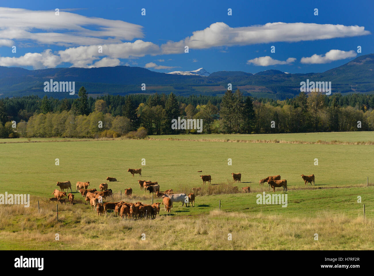 Grazing cowa hi-res stock photography and images - Alamy