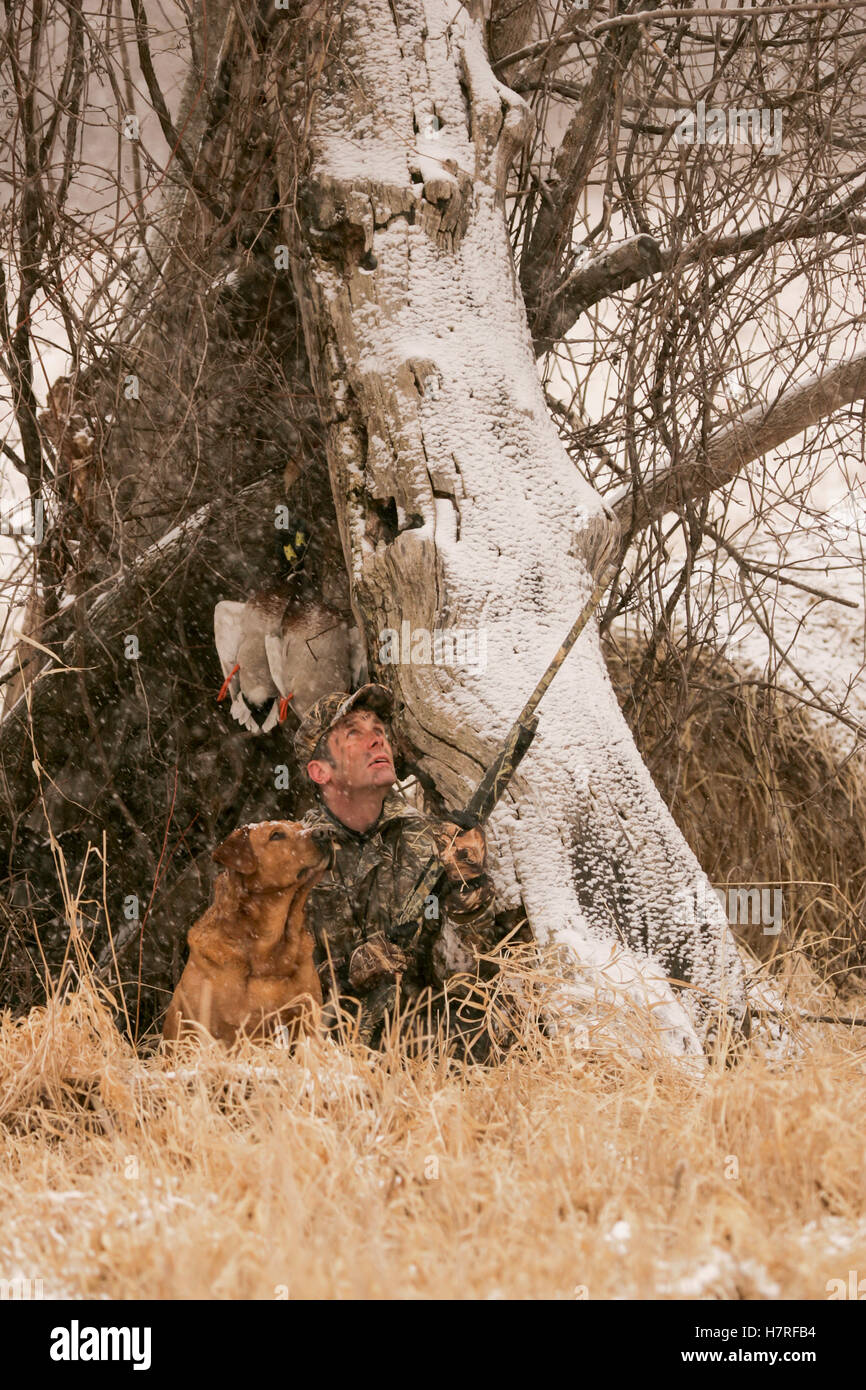 Hunter Ground Hunting With Yellow Rusty Lab Stock Photo - Alamy