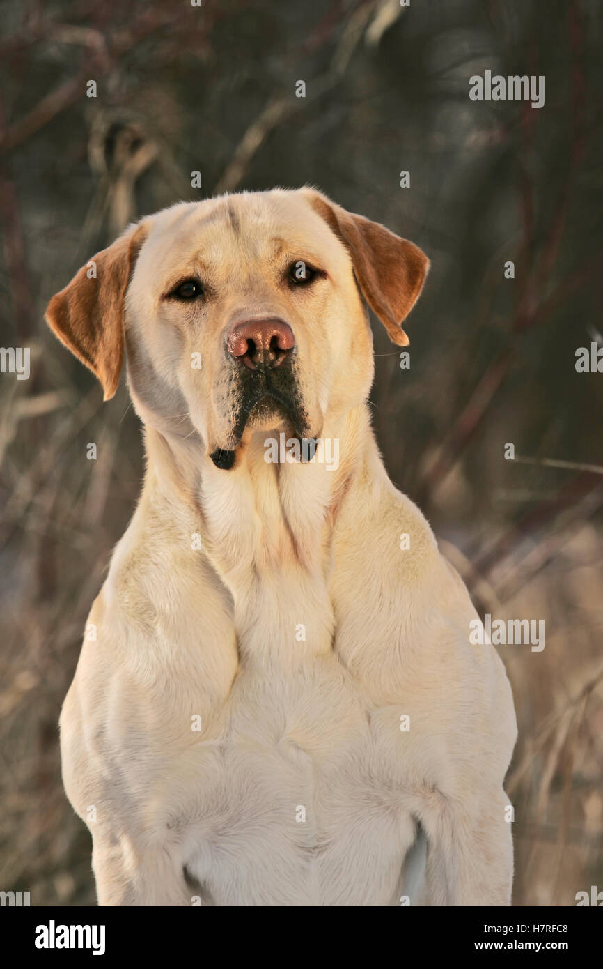 Yellow Lab Portrait Stock Photo - Alamy