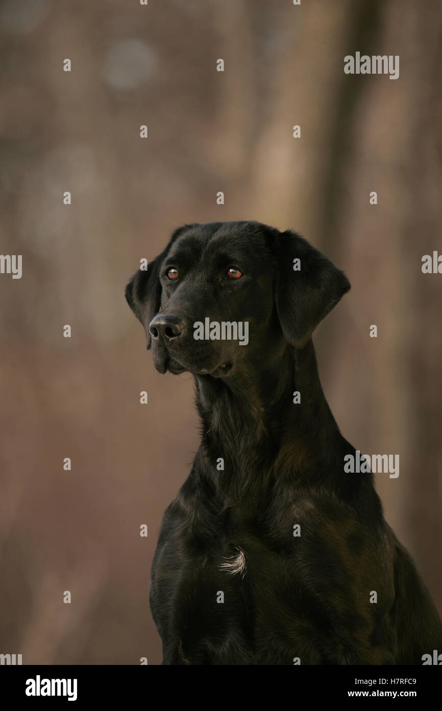 Black Lab Portrait Stock Photo - Alamy