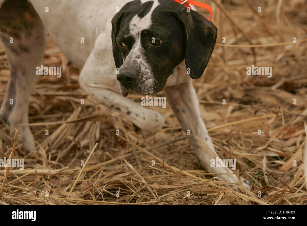 English Pointer Dog On Point Stock Photo - Alamy