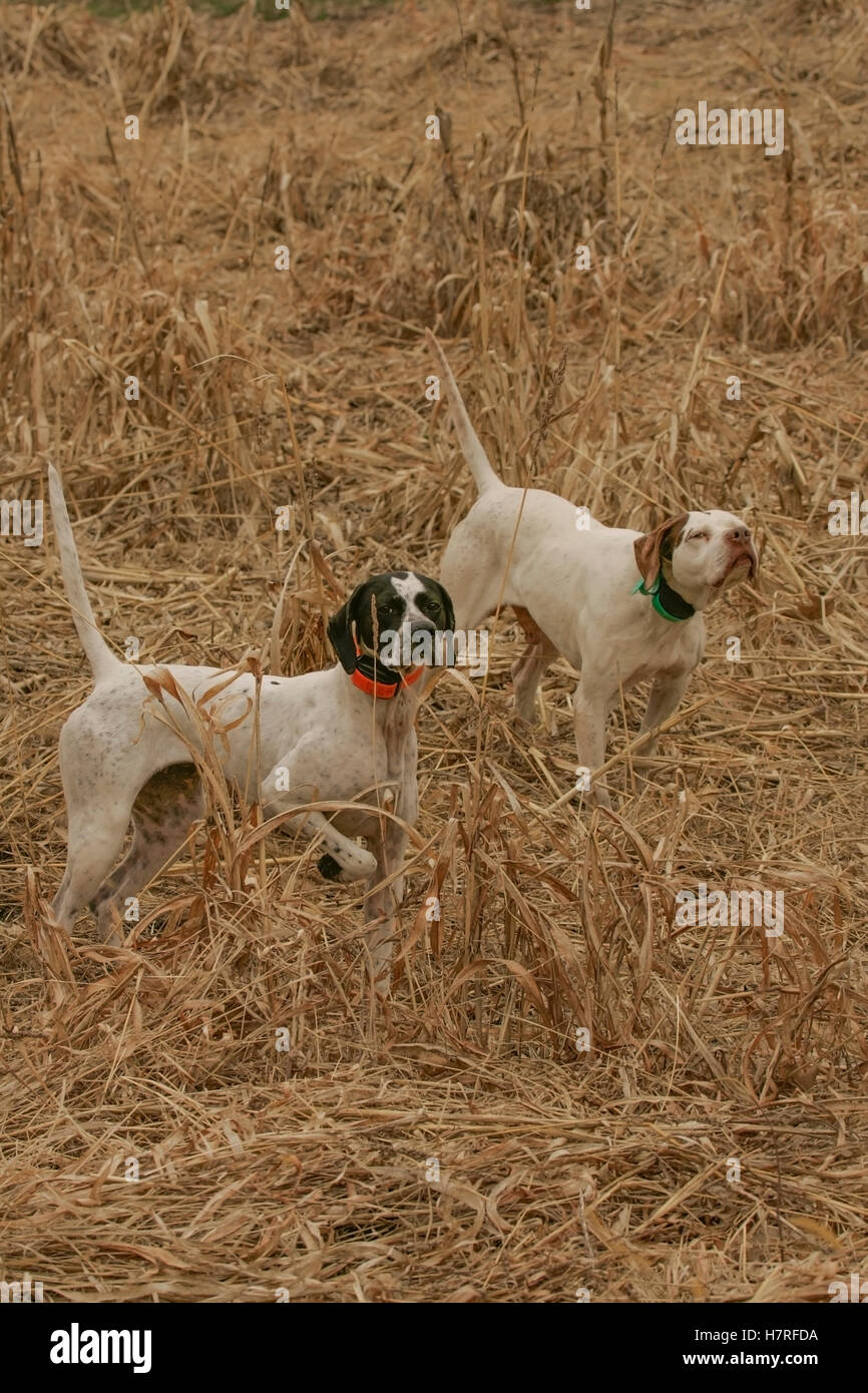 English Pointers In The Field Stock Photo - Alamy