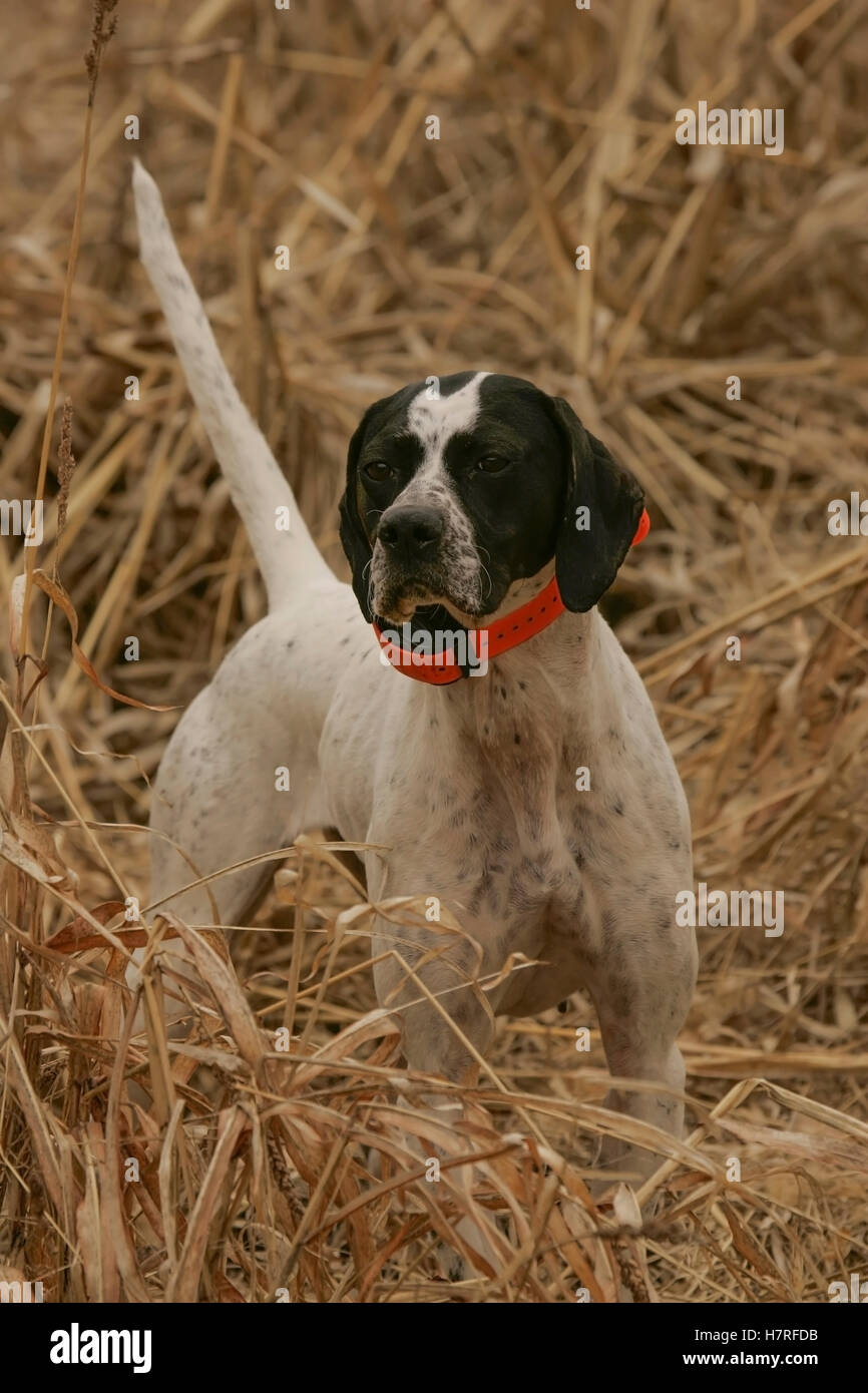 Small pointer hi-res stock photography and images - Alamy