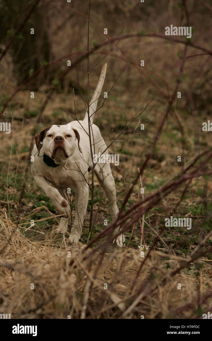 English Pointer On Point Stock Photo - Alamy