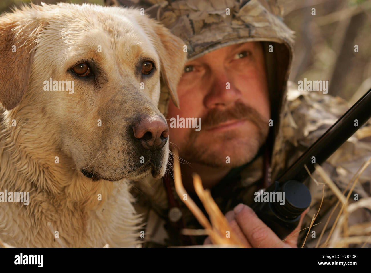 Waterfowl Hunter With Yellow Lab Stock Photo - Alamy