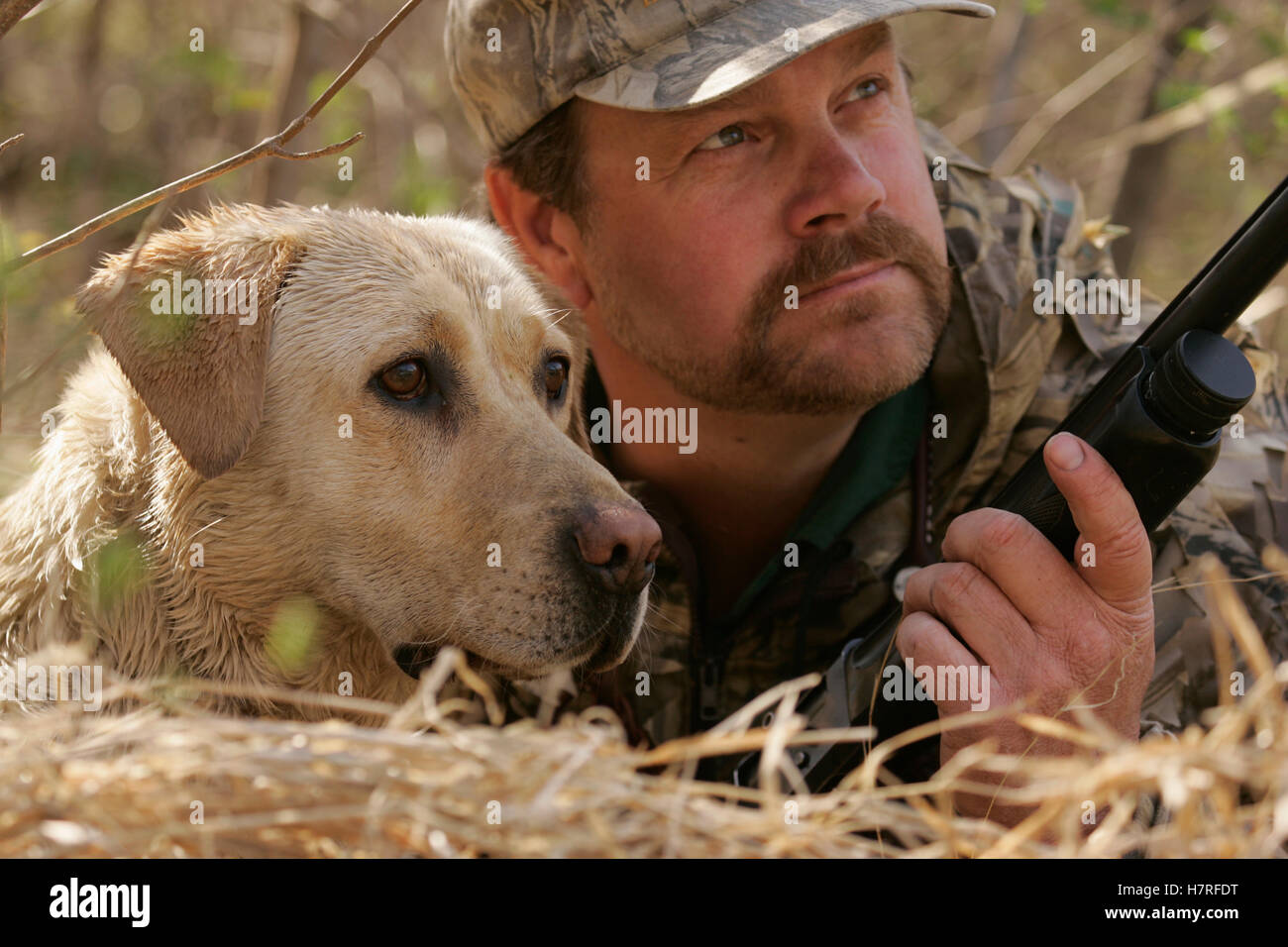 Yellow lab mature dog hi-res stock photography and images - Alamy