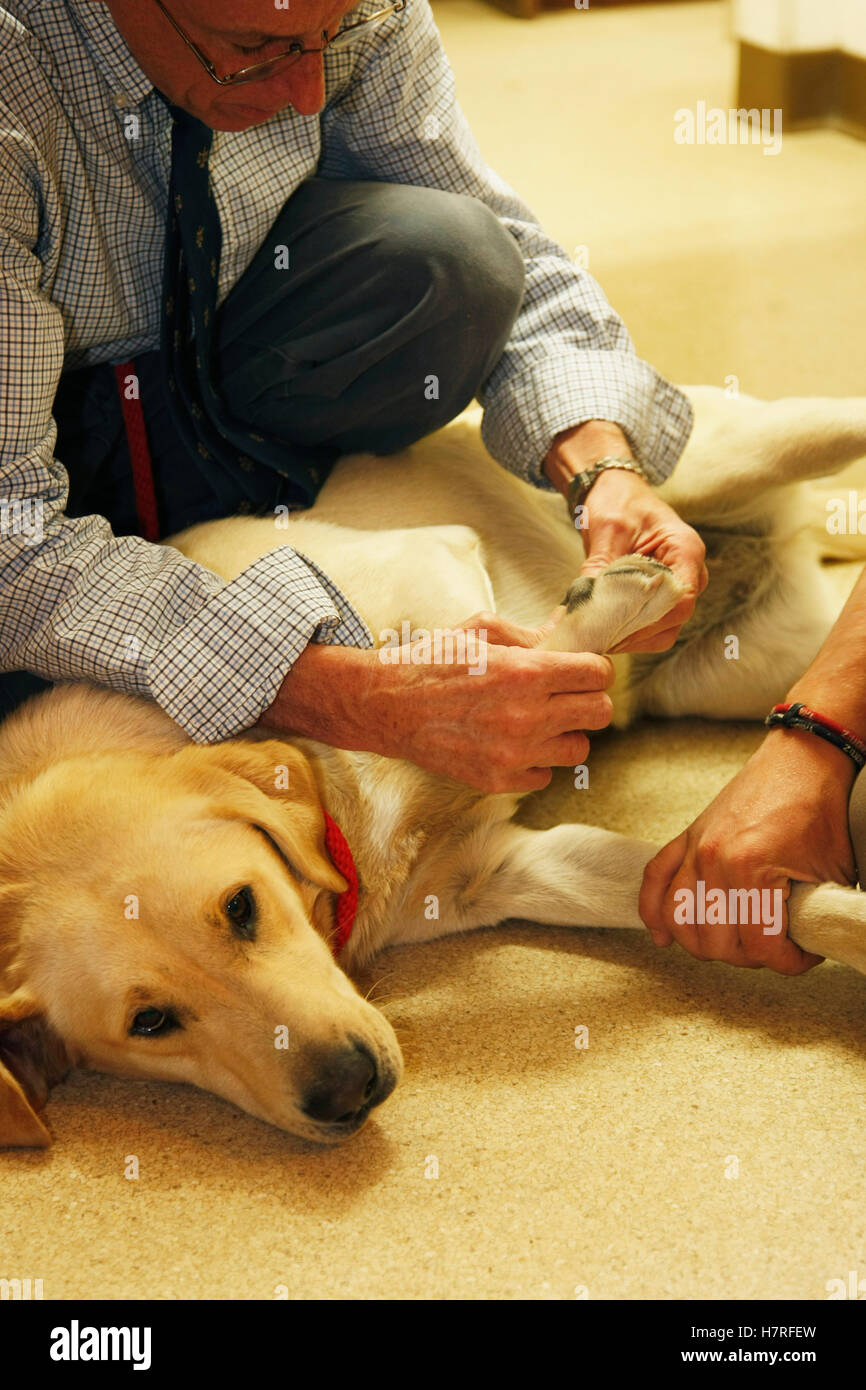 Vet Examines Yellow Lab Dog In Clinic Stock Photo - Alamy