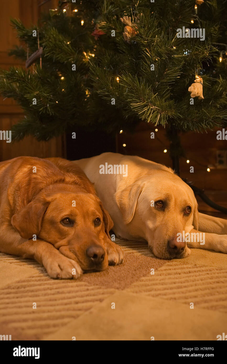 Red And Yellow Lab Resting In Front Of Christmas Tree Stock Photo - Alamy