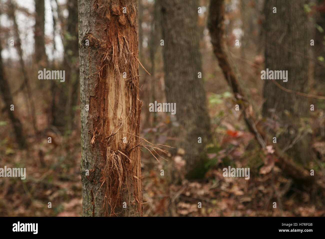 Whitetail Rub Mark On Small Tree Stock Photo - Alamy