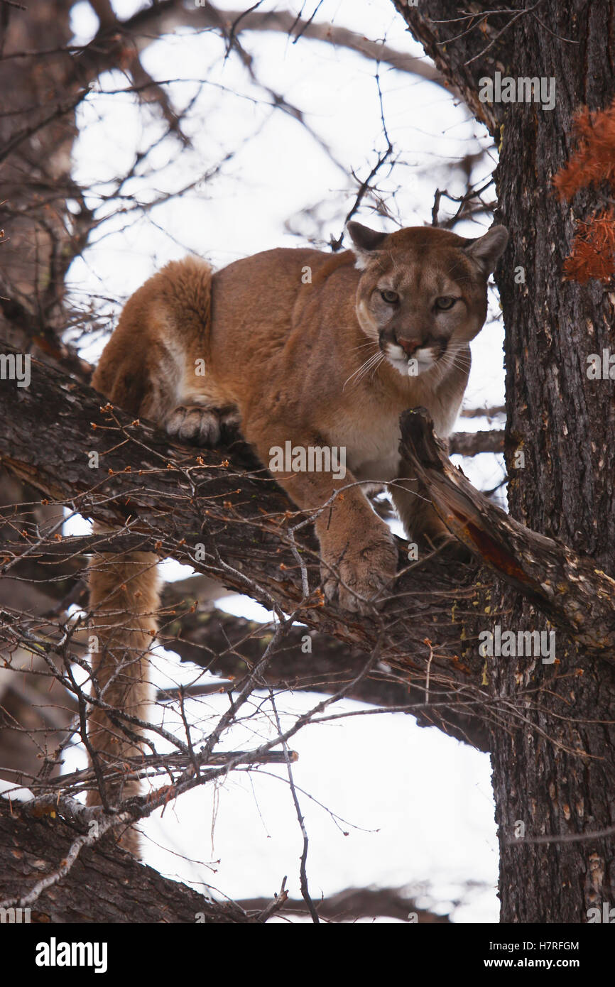 Mountain Lion Cougar In Tree Branches Stock Photo - Alamy