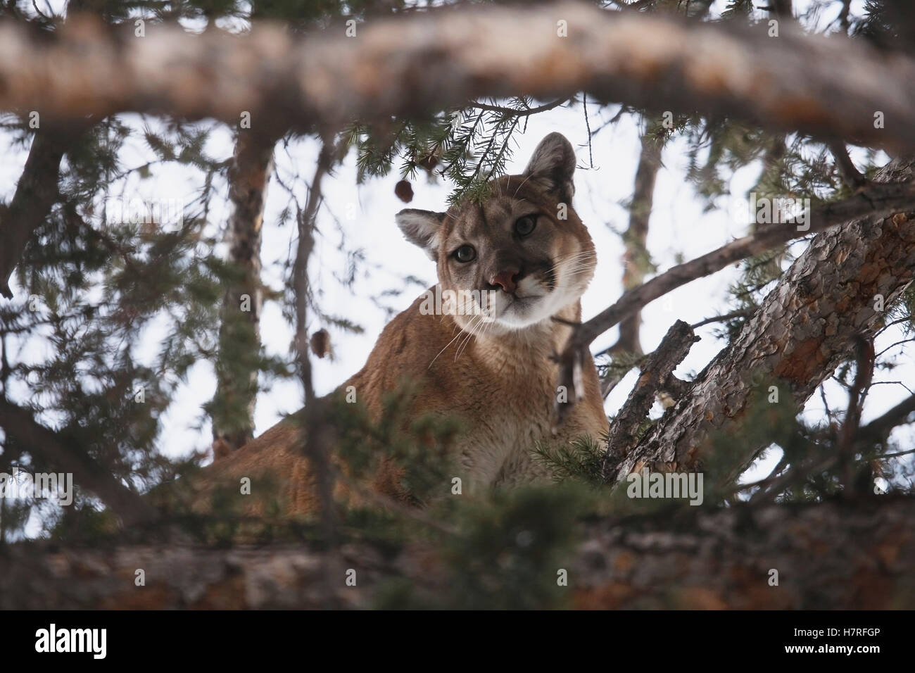 Cougar in tree hi-res stock photography and images - Alamy