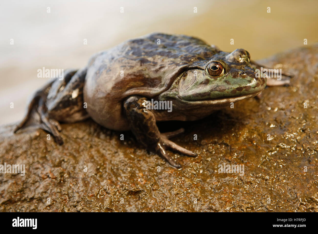Large Bullfrog On A Rock in a Lake Stock Photo - Alamy