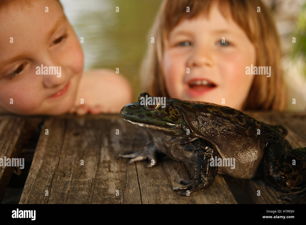 Young Boy And Girl Observe Large Bullfrog On The Dock on a Lake Stock ...