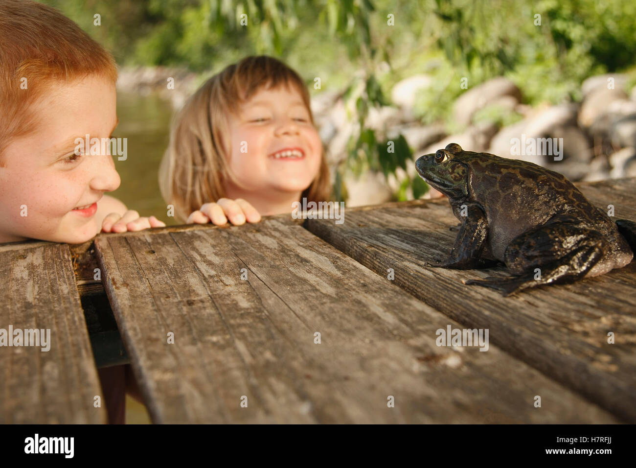 Young Boy And Girl Observe Large Bullfrog On The Dock on a Lake Stock ...