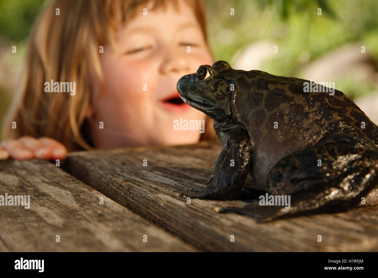 Young Girl Observe Large Bullfrog On The Dock on a Lake Stock Photo - Alamy