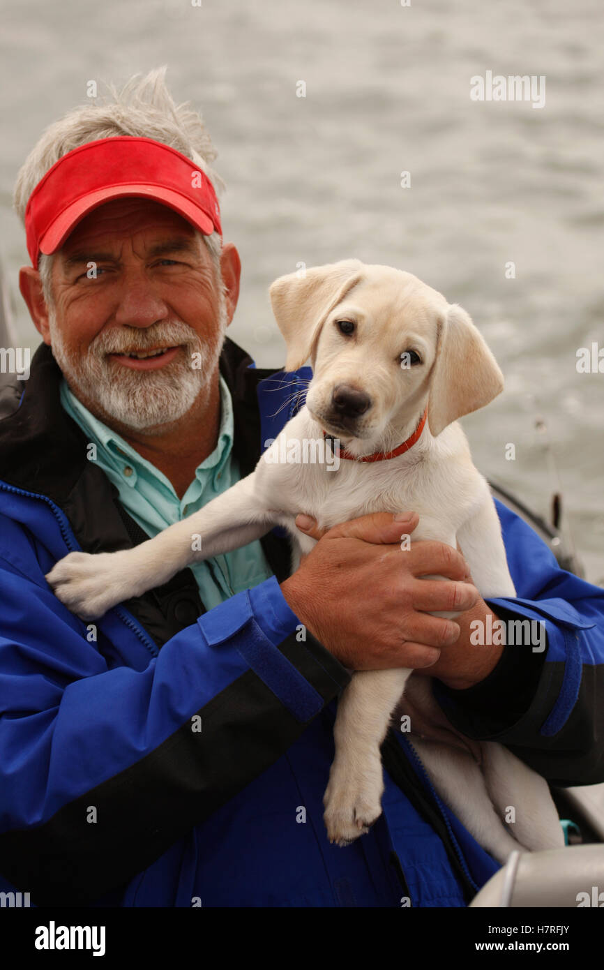 Senior yellow labrador retriever hi-res stock photography and images ...