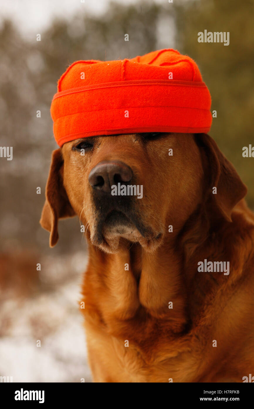 Orange hunting clothing hi-res stock photography and images - Alamy